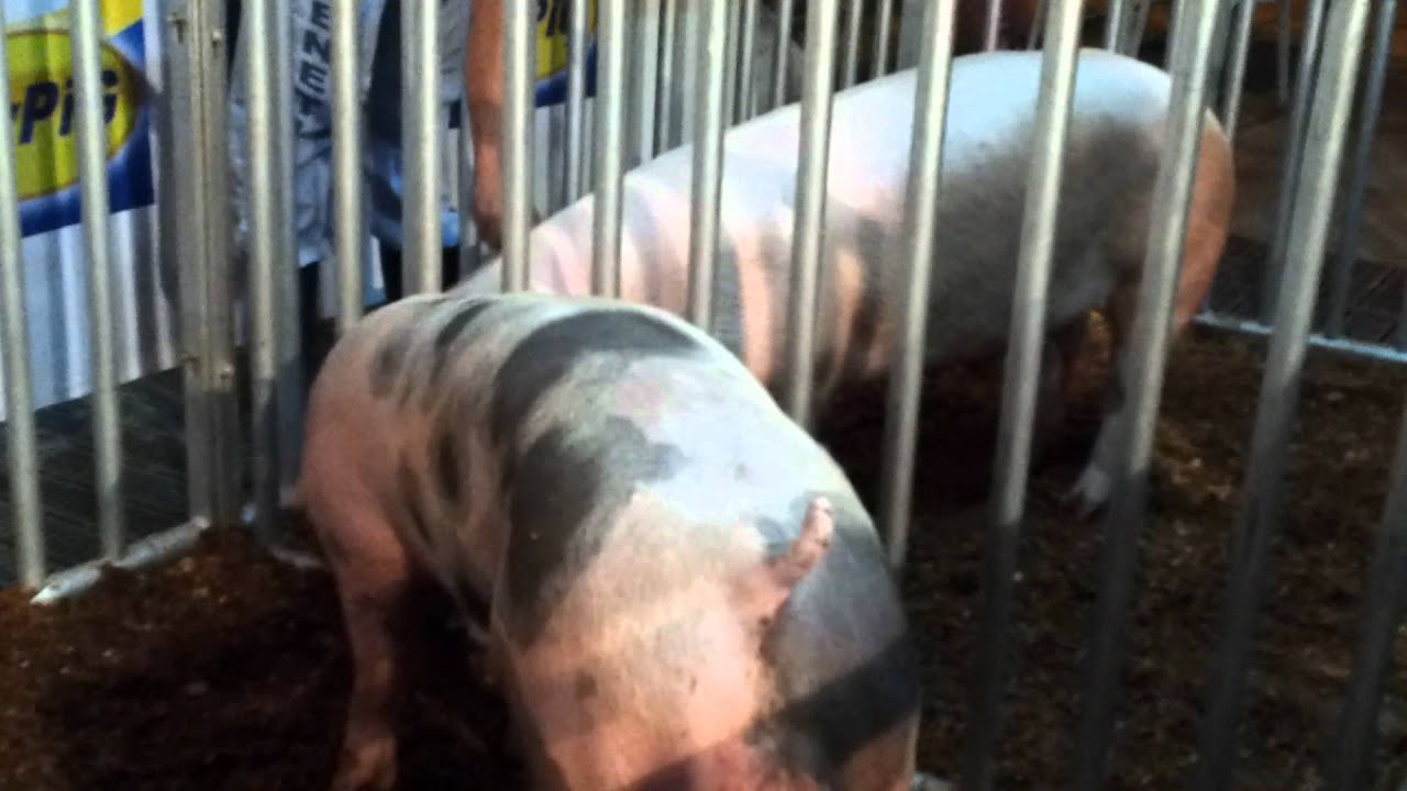Hypig Maxter Boar - YouTube