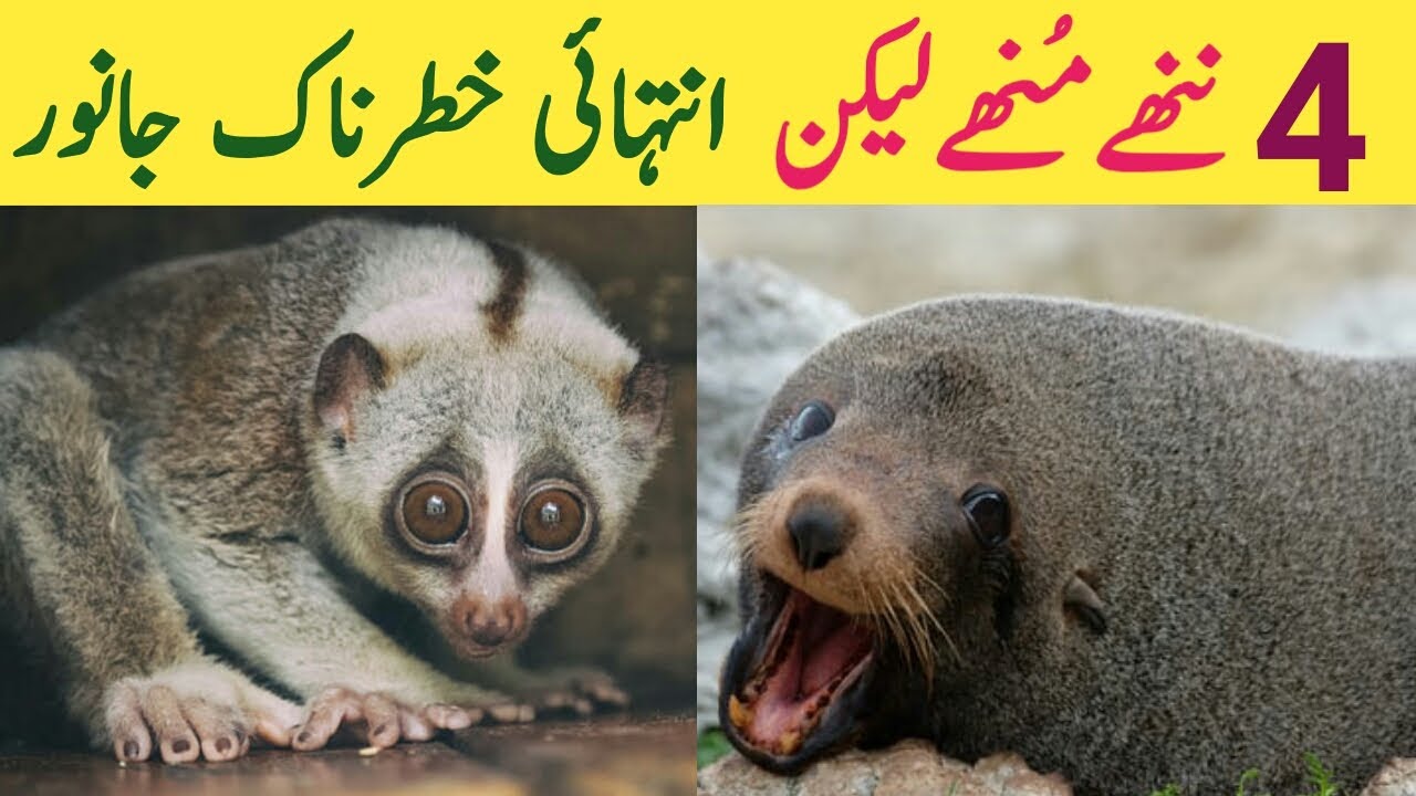 4 dangerous animals that look harmless || Massom Janwar || Notorious ...
