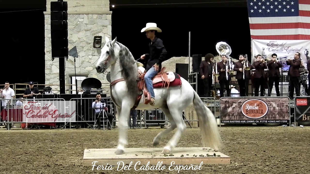Feria del caballo español 2017 septiembre concurso de baile - YouTube