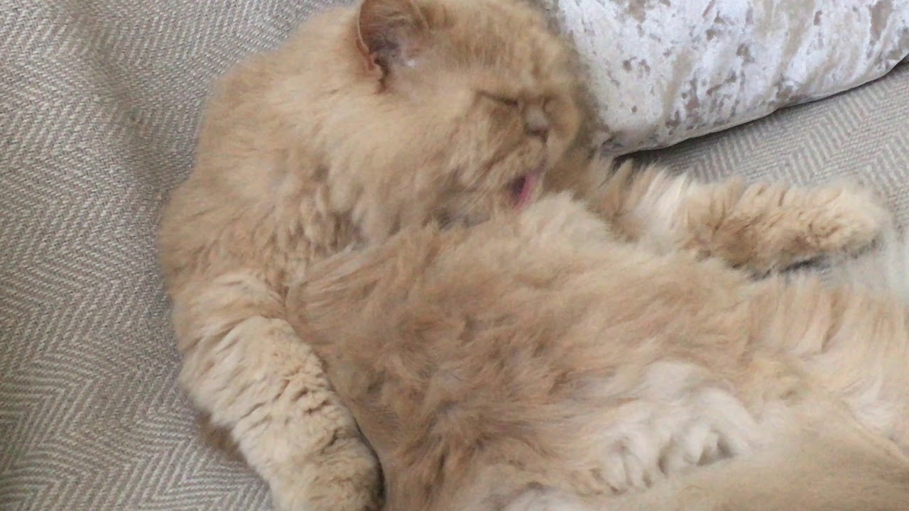 Daisy the cat..... - YouTube