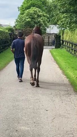 Duncarrig (IRE) - HORSE IN TRAINING - Shirocco (GER) ex Anns Present ...