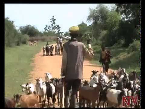 Karamoja development gains new momentum - YouTube