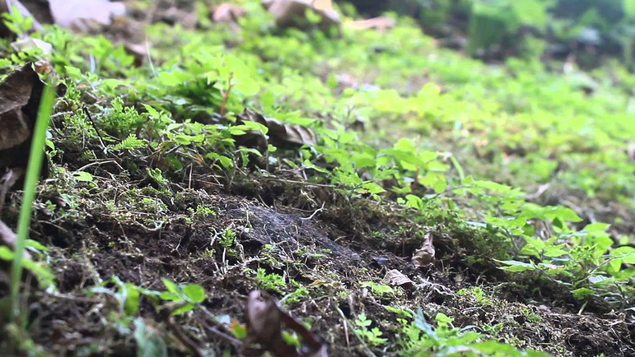 Army Ant Swarm - YouTube