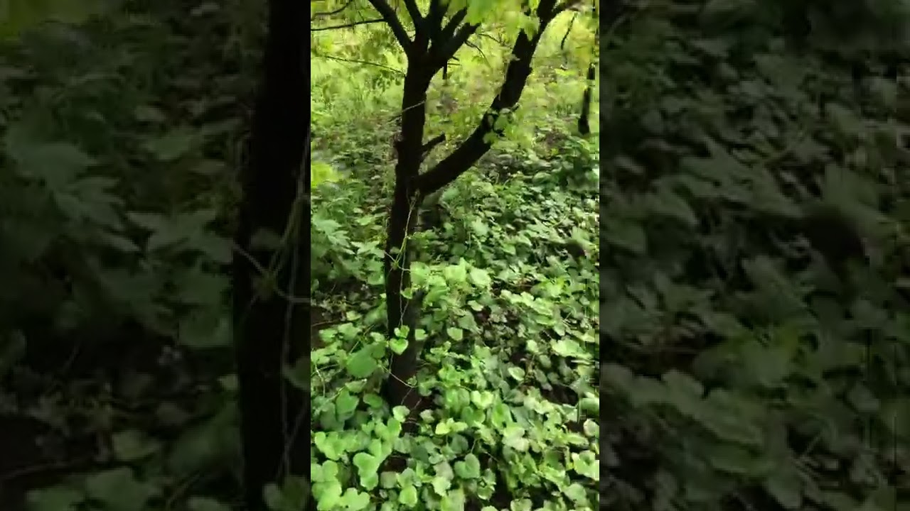 Sandan tree (3500)5year old with leand for seel in Gujrat sasan chitrod ...