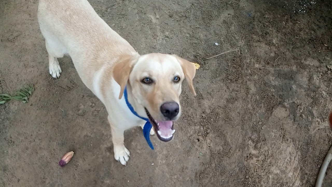 Labra dog speaking training - YouTube
