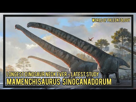 Longest dinosaur NECK ever, LATEST STUDY - Mamenchisaurus sinocanadorum ...