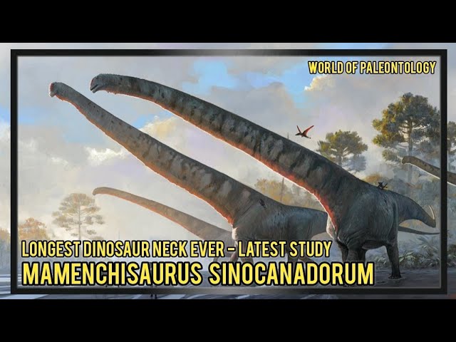 Mamenchisaurus Sinocanadorum Artwork Of Mamenchisaurus Stock Image