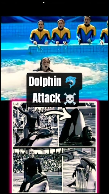 BLOODY DOLPHIN 🐬 Attack on owner JESSICA #dolphin #jessica # ...