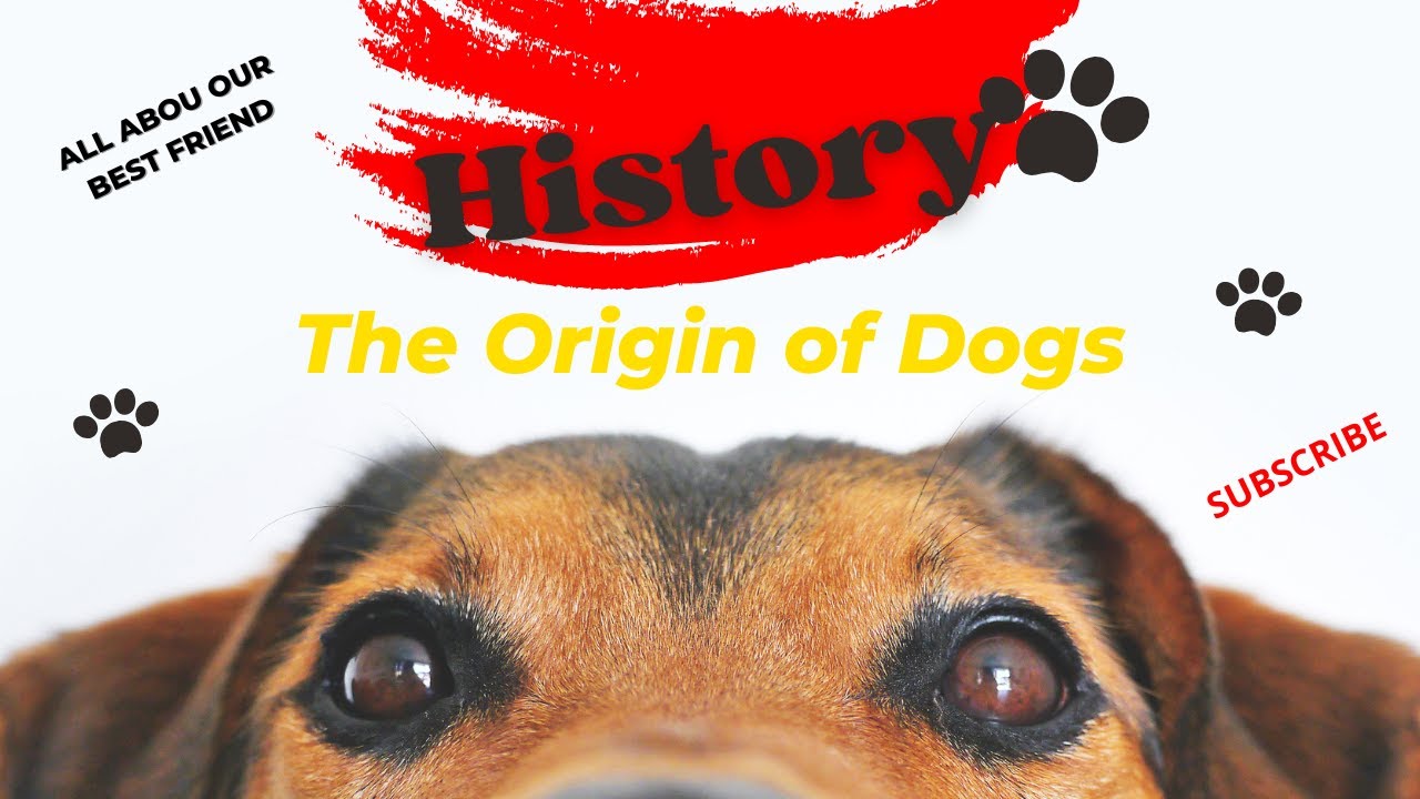 Origin of Dogs - YouTube
