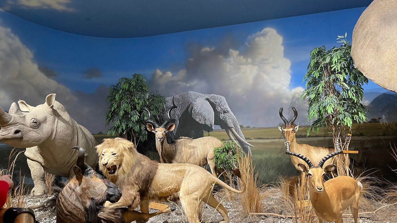 ANIMALES DISECADOS, BELLÍSIMOS // VCL - YouTube