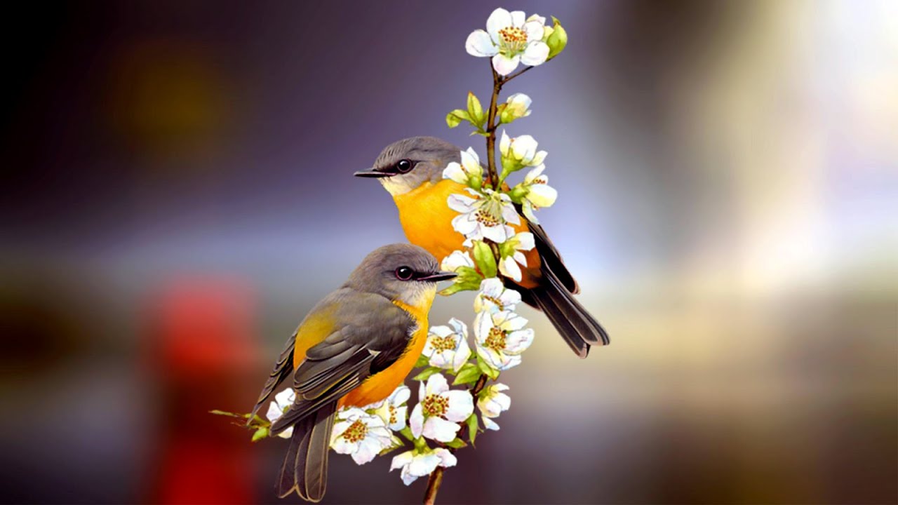 Relaxing instrumental music with Birds - YouTube