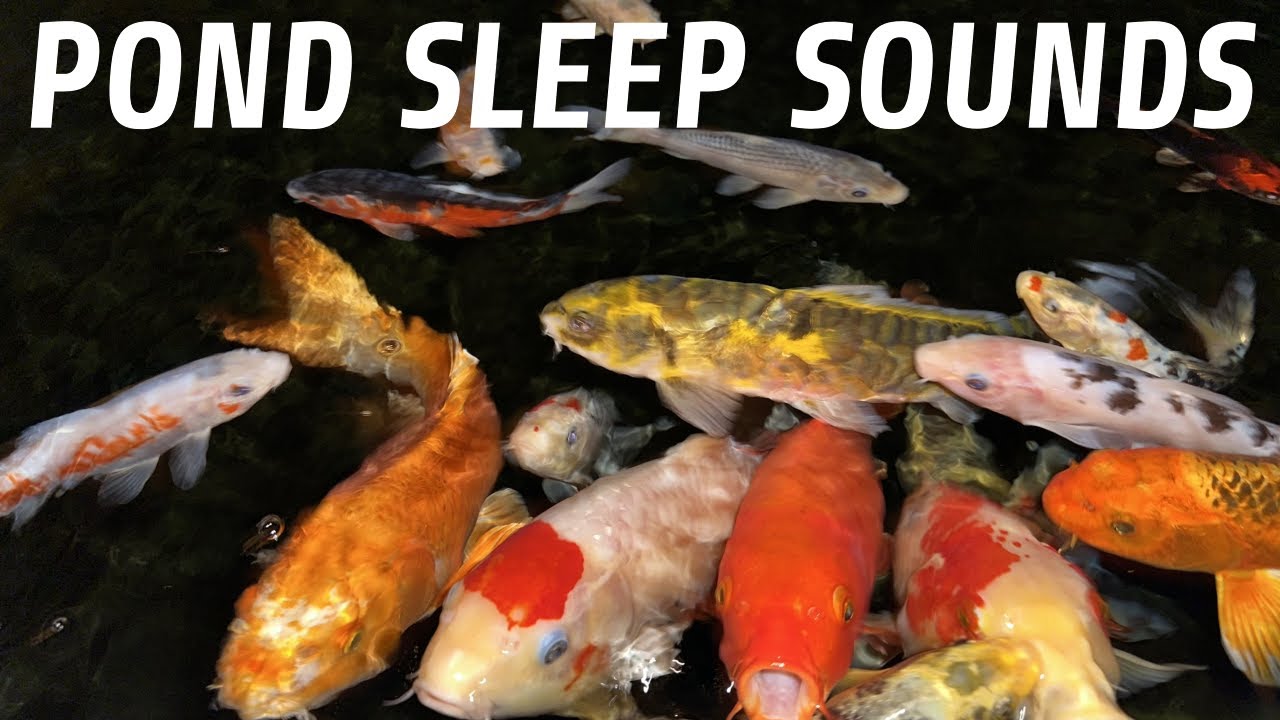 Pond Sleep Sounds for Deep Sleep, Relaxing, Focus, Soothing Meditation ...