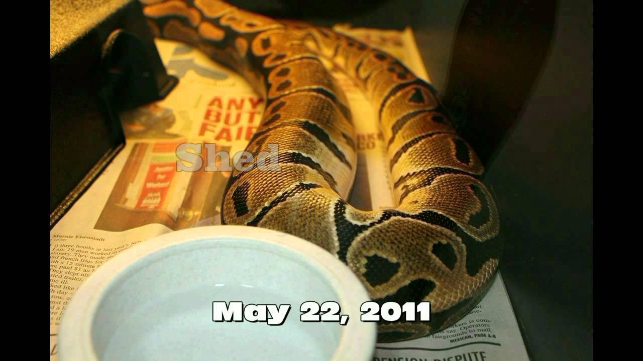How to Breed Ball Pythons - YouTube