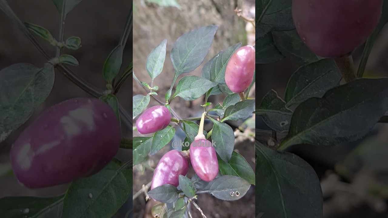 Cabe Ungu...#shortsvideo #cabe #cabepedas #chili - YouTube