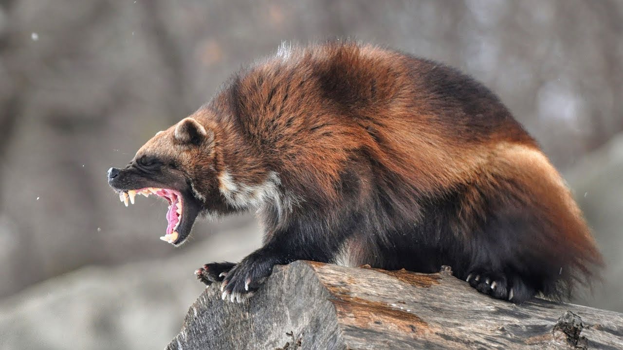 Wolverines: The Fiercest Predator You’ve Never Seen! - YouTube