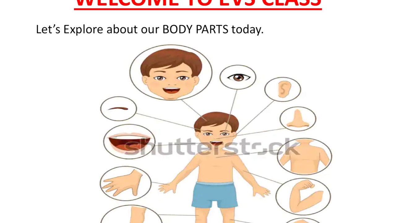 External Body Parts - YouTube