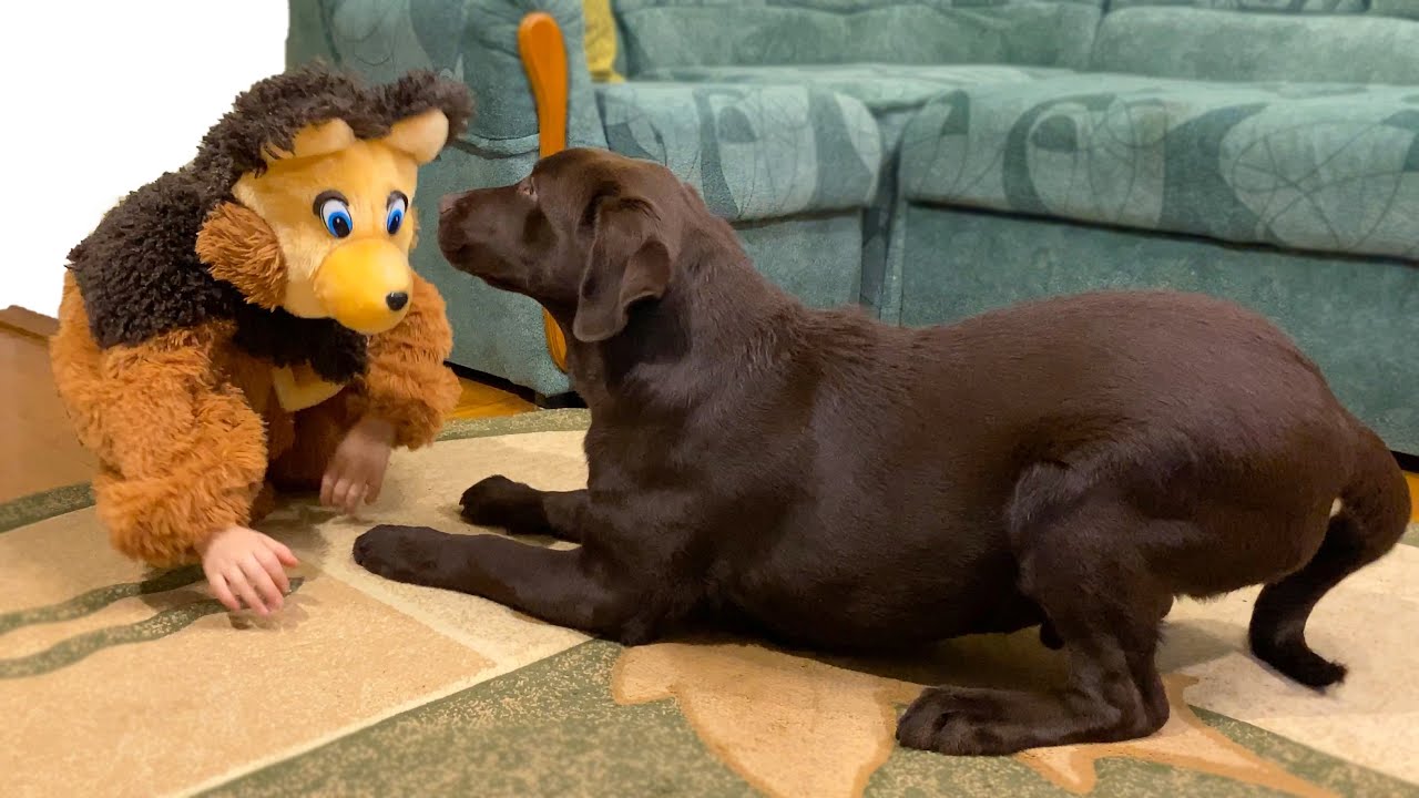 Funny Reaction of Chocolate Labrador Puppy to Little Bear🐻🐻🐻. - YouTube