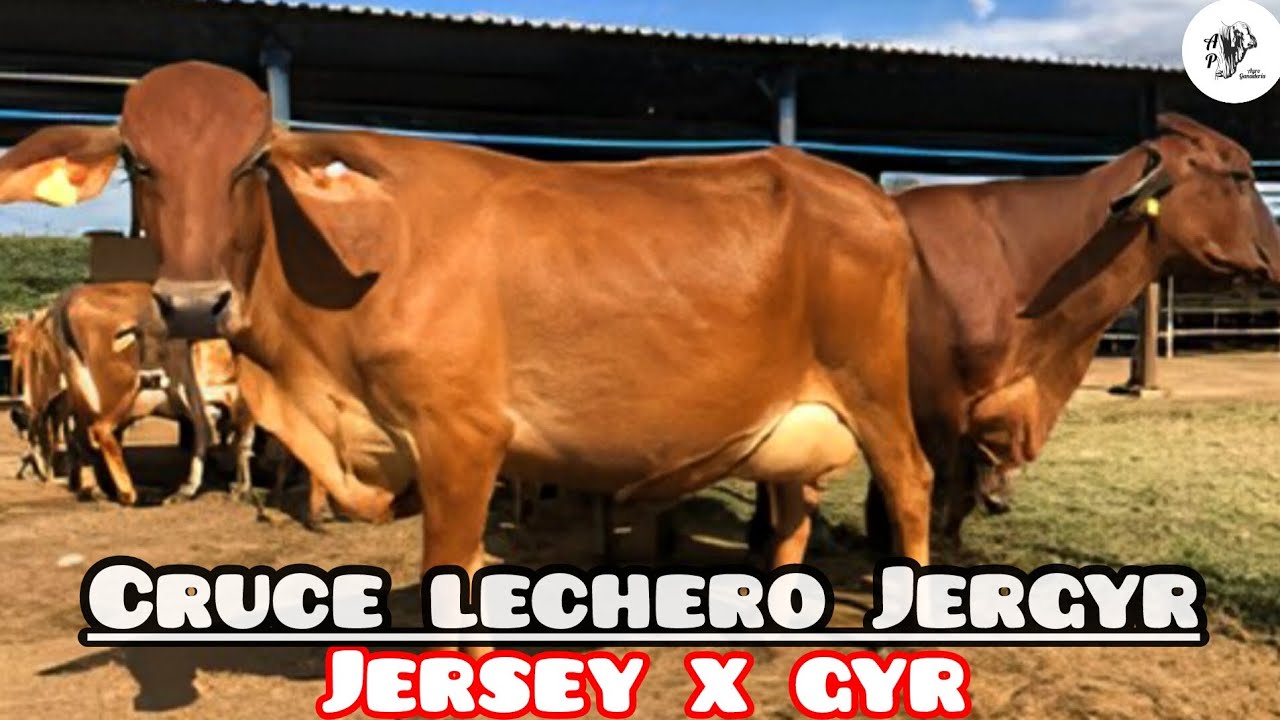 Cruce lechero Jergyr : Jersey x Gyr | Beneficios y Producción - YouTube