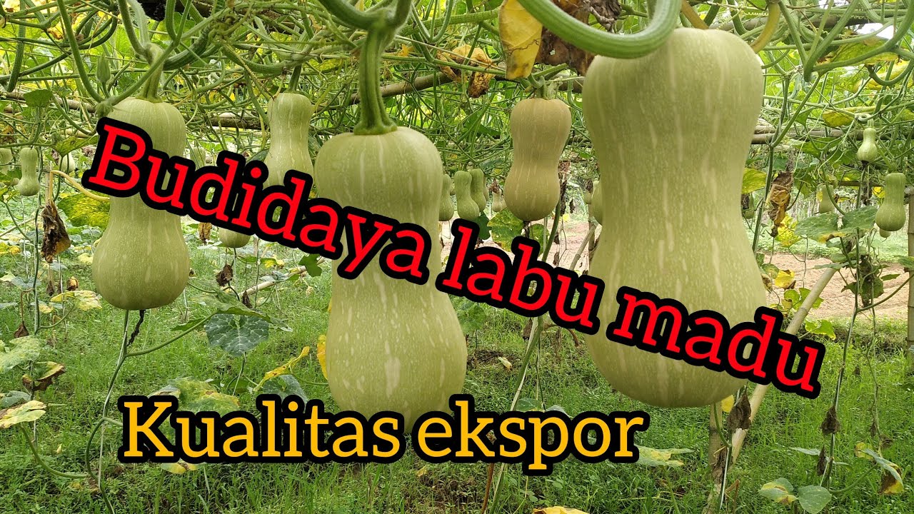 budidaya labu madu,raih untung ratusan juta #tanamansubur #petanimuda # ...