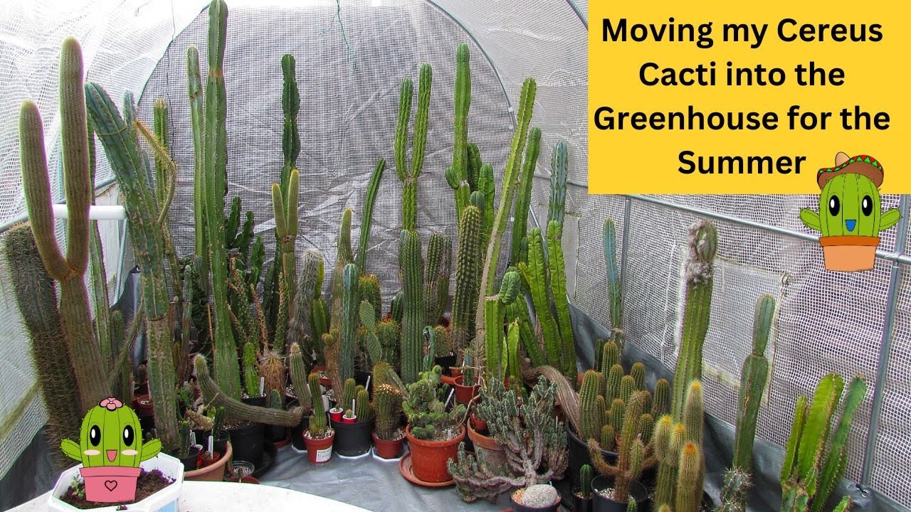 Moving my Cereus Cacti into the Greenhouse for the Summer | Cactus ...