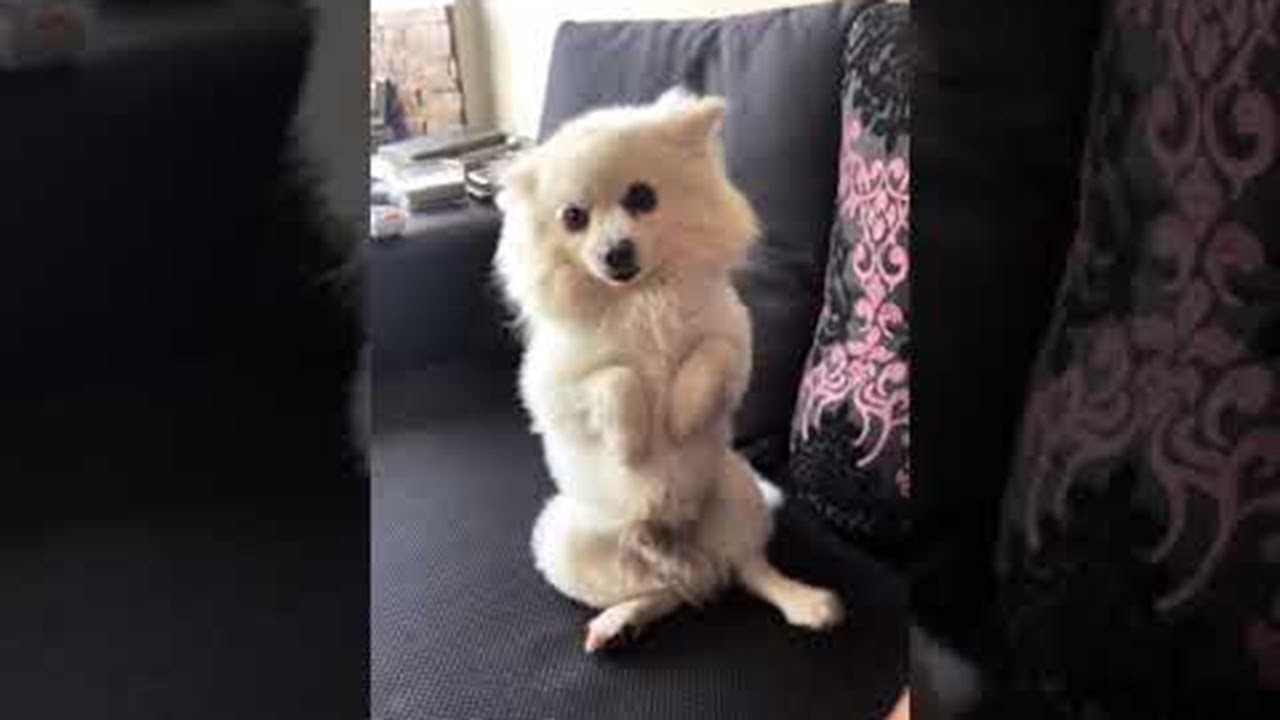 Cute Doggy Poses for the Camera || ViralHog - YouTube