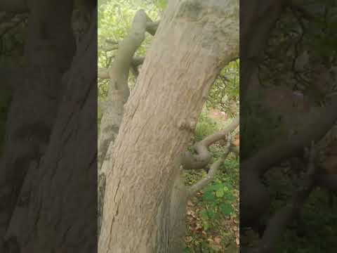 How to make cashew wine. - YouTube