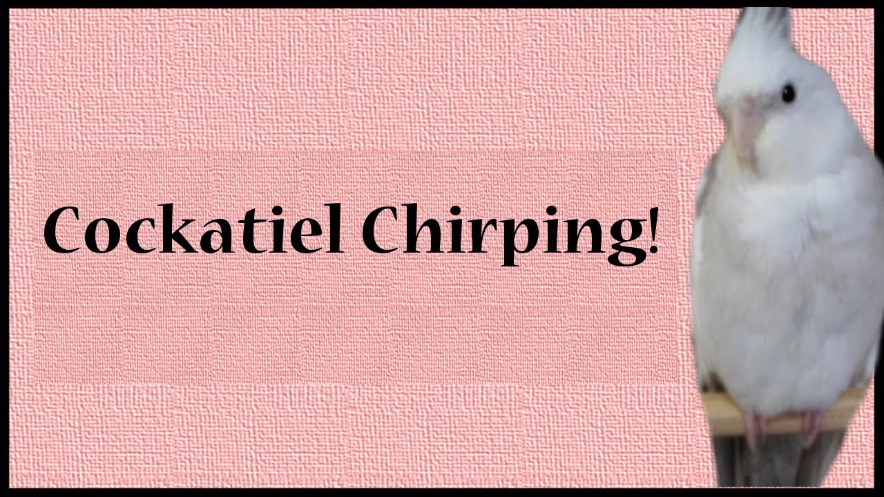 Cockatiel chirping! - YouTube