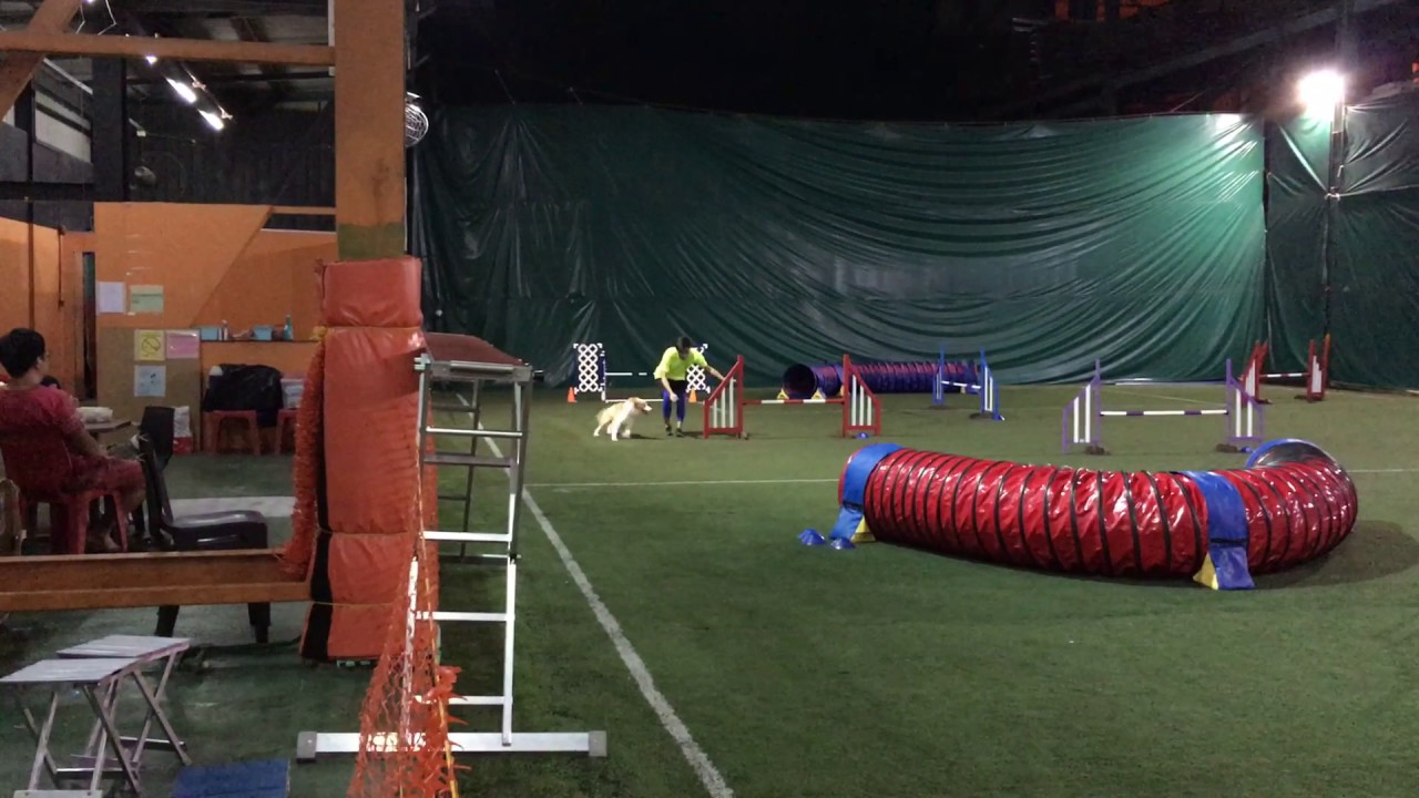Border Collie in Singapore Indoor Dog Agility Arena - YouTube