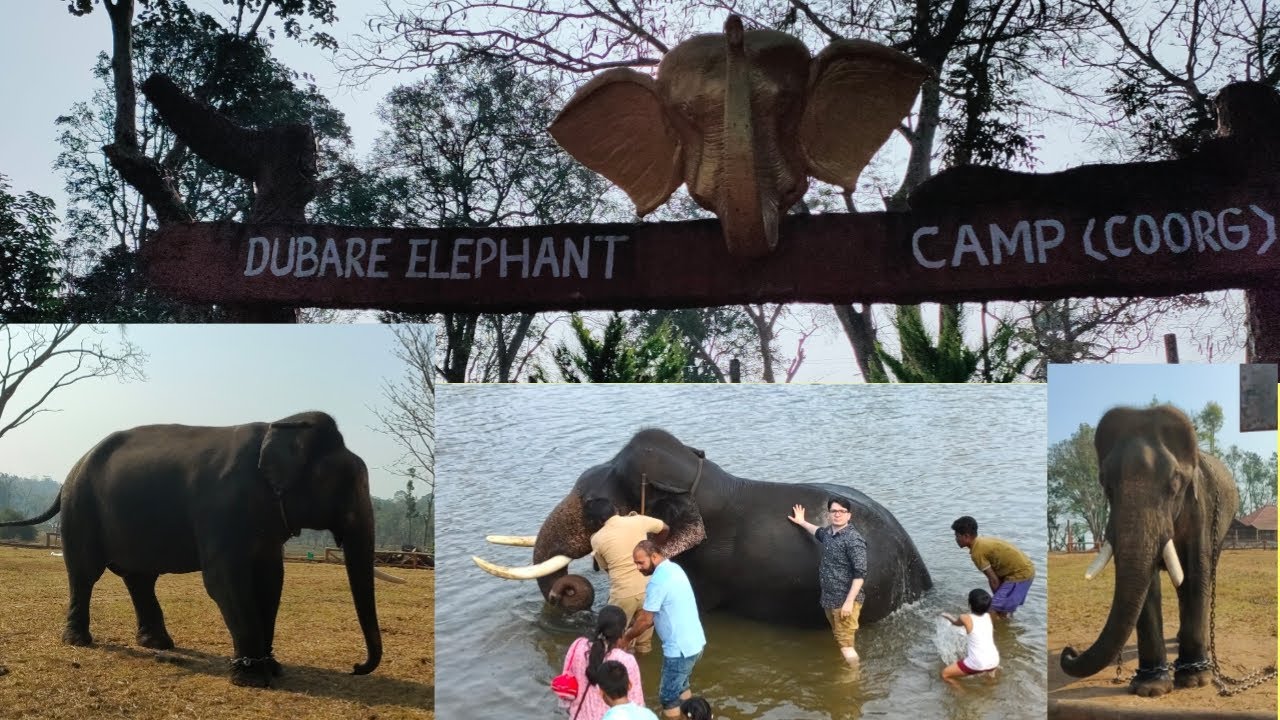 Coorg|Dubare elephant camp|Best elephant camp|Dubare elephant camp ...