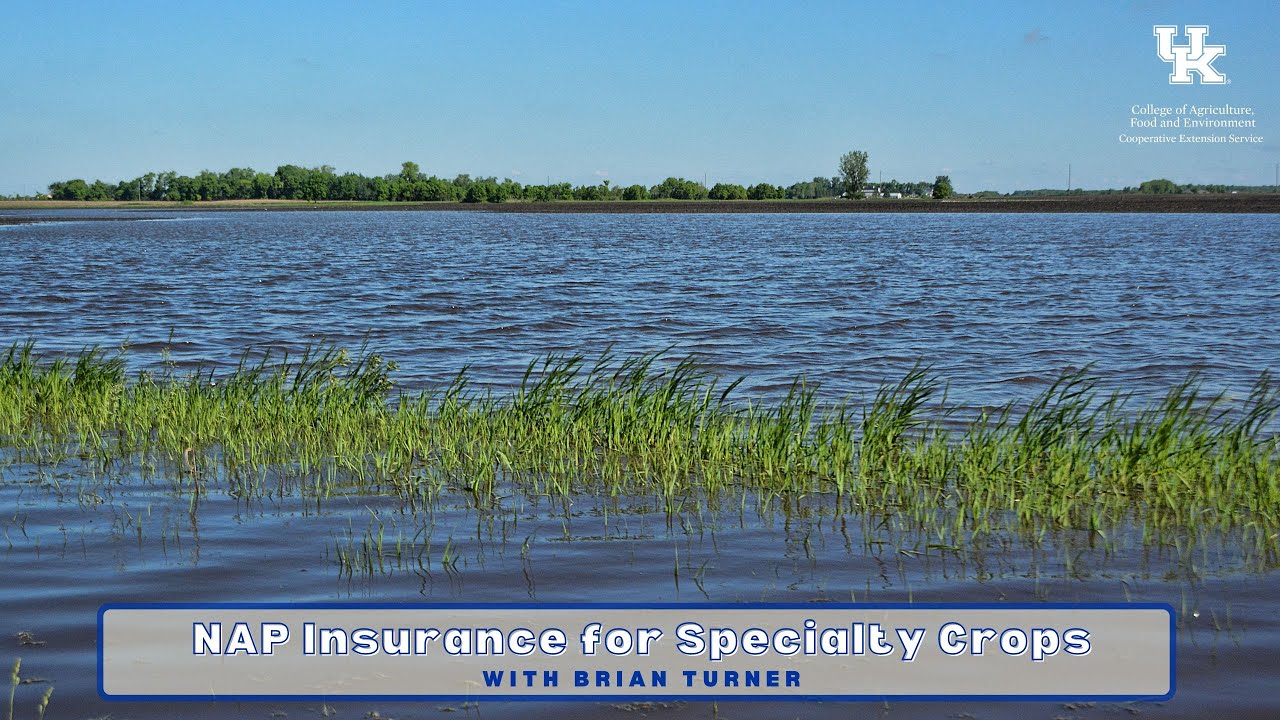 NAP Insurance for Speciality Crops - YouTube