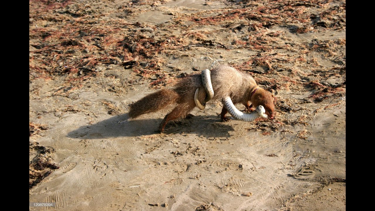Top 8 battle of snake vs wild animal - snake vs mongoose,eagle,monkey ...