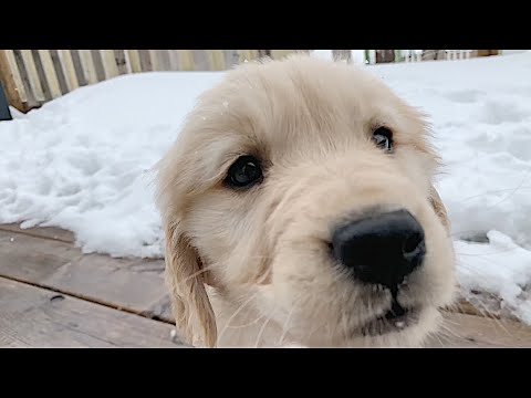 ADORABLE GOLDEN RETRIEVER PUPPY! *1 minute stress relief video*