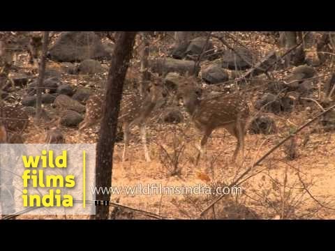 Sambar and Spotted deer in Ranthambore National Park - YouTube