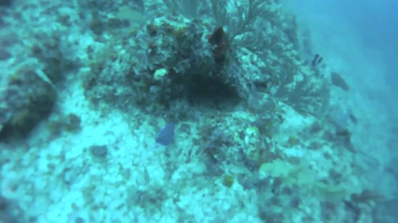 Scuba Dive the Atlantic Ocean !!! - YouTube