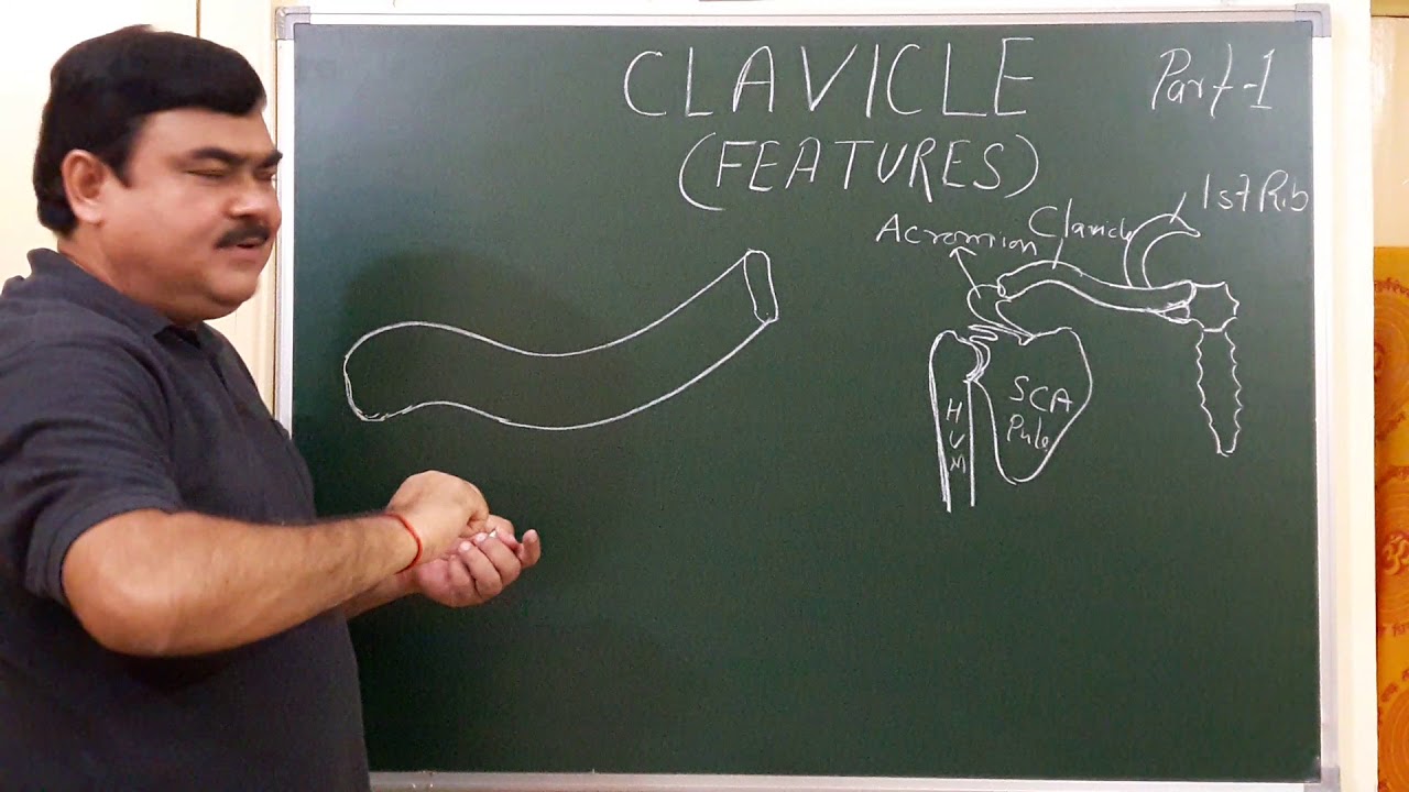 Anatomy of clavicle part 1/6 (SIMPLEST WAY OF LEARNING OF HUMAN ANATOMY ...