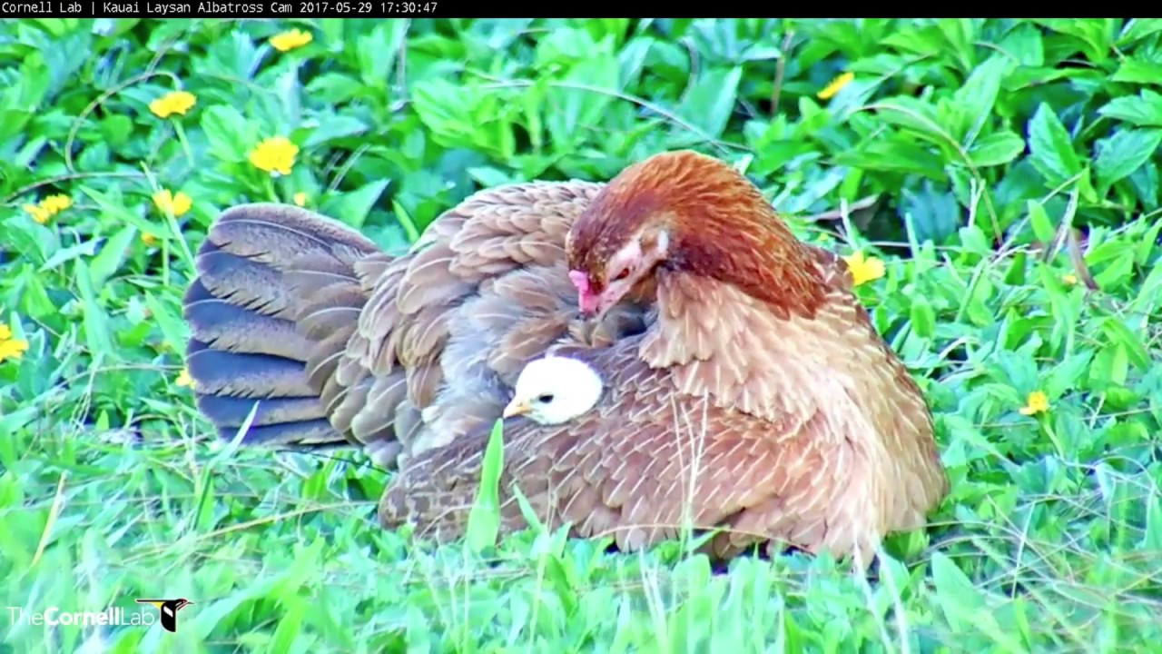 The red hen and chick 5:29 - YouTube