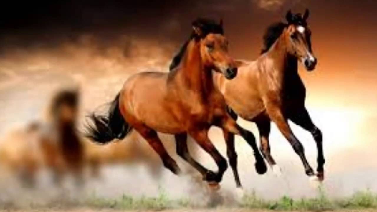 horse running sound effects - efek suara kuda berlari - YouTube