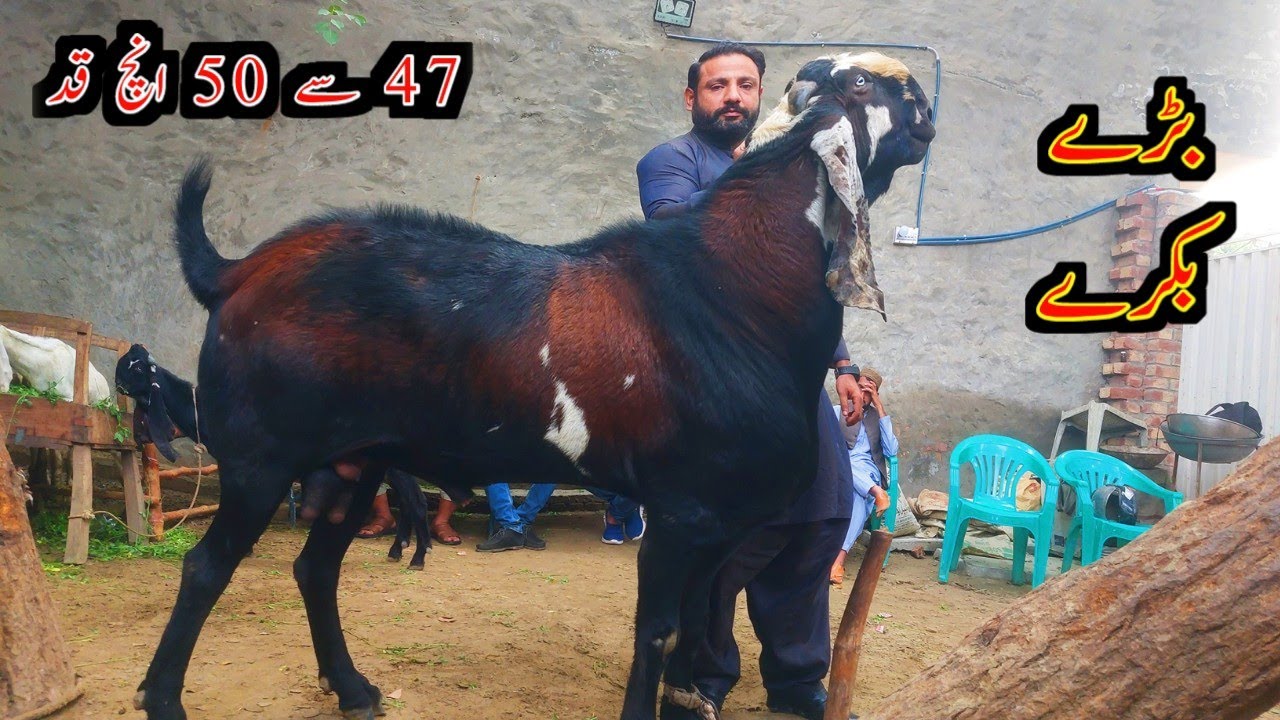 Big Giant Goats Of Amir Dogar Of Lahore - Big Goats 2023 - YouTube