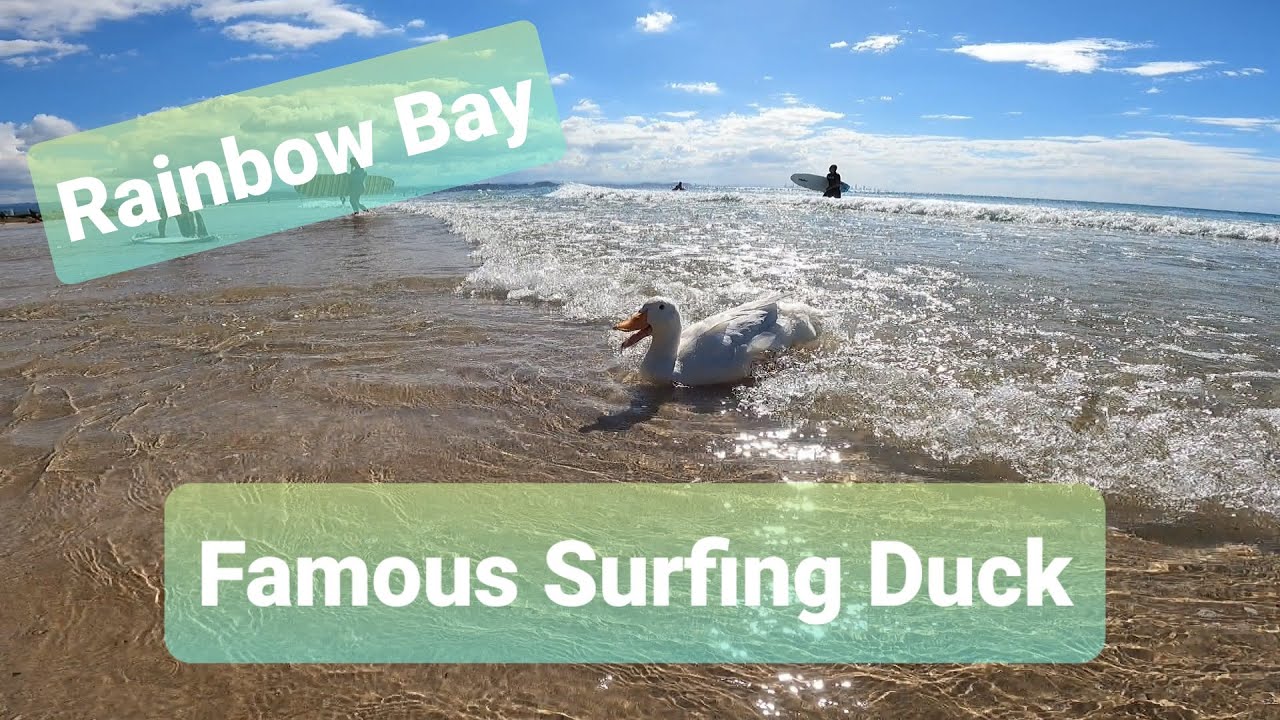A Surfing Duck!!!! Goldcoast/Queensland/Australia - YouTube