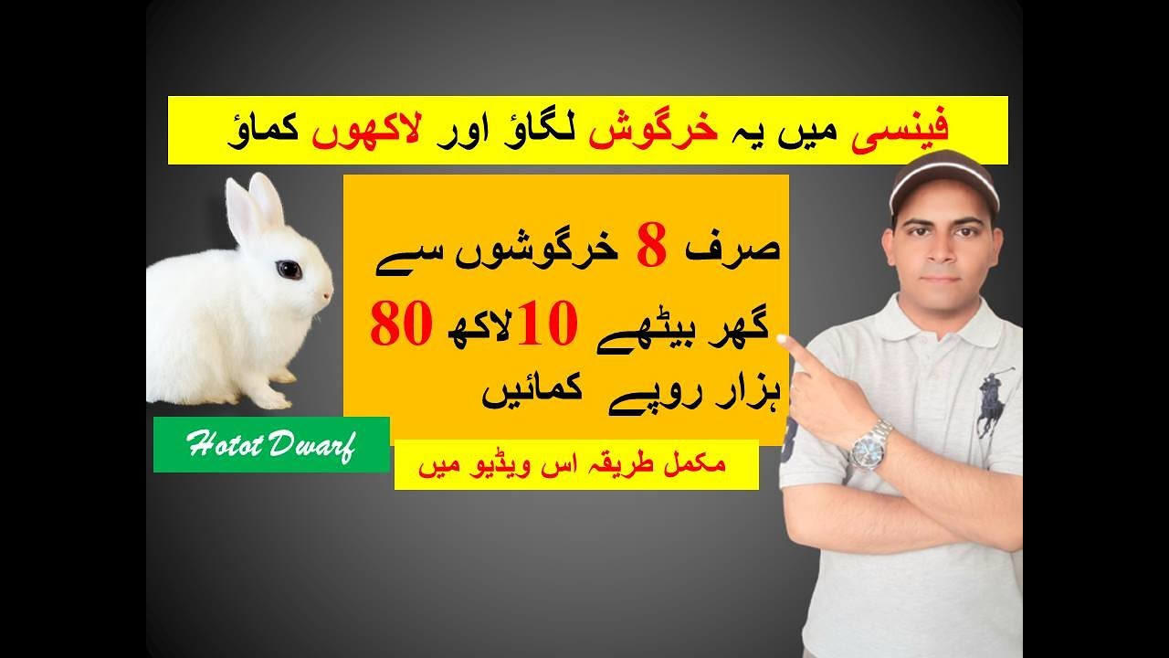 Fancy rabbit farming in Pakistan | Hotot Dewarf| bunny | Rabbit ...