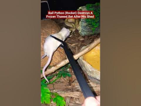"Ball Python (Rocket) Destroys Frozen Thawed Rat After His Shed" # ...