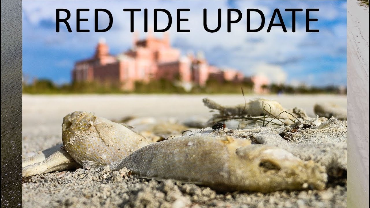RED TIDE UPDATE (SW FLORIDA) || September 25, 2018 - YouTube