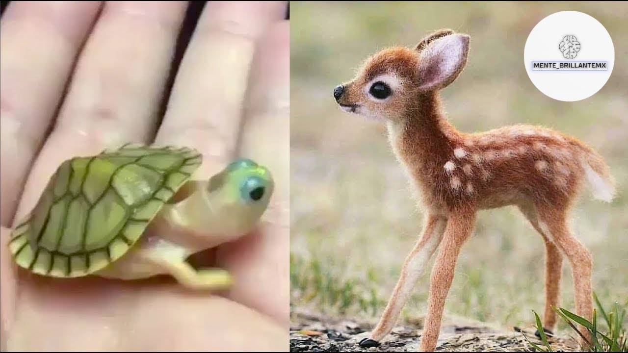 Descubre los 10 animales más adorables del mundo | Mente Brillante ...