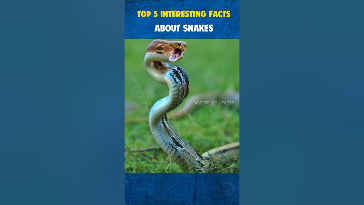 Top 5 interesting facts about Snakes | Amazing Facts | #shortsfeed # ...