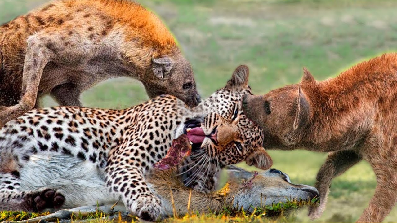 Rare Moment! Leopard Defeat Tragically While Fighting For Prey With ...