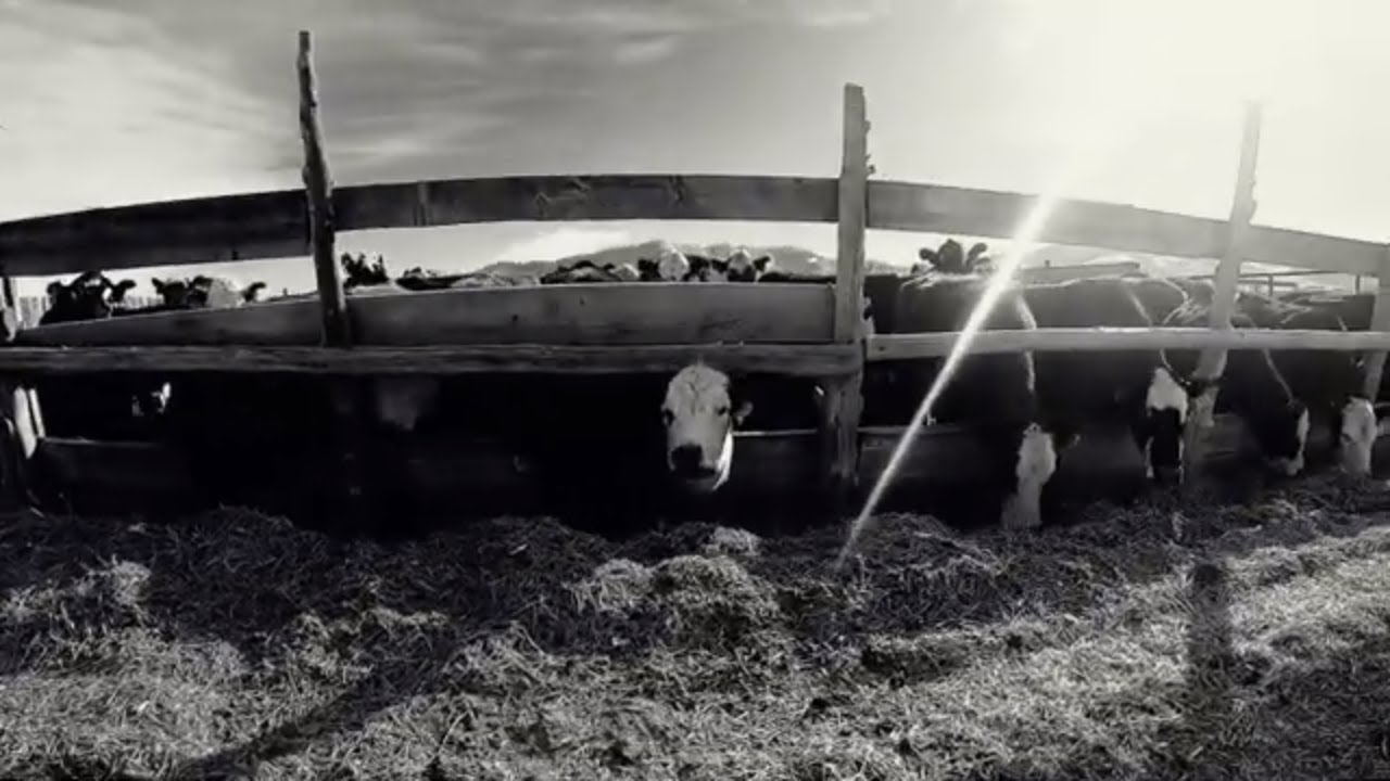 DELOUSING THE COWS - YouTube