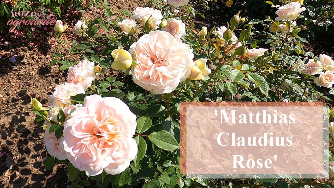 'Matthias Claudius Rose' piękna i zdrowa nostalgiczna róża parkowa ...