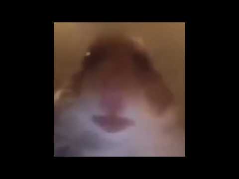 when your crush is a hamster(REUPLOAD)