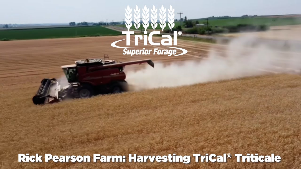 Rick Pearson Farm, Idaho Harvesting TriCal® Triticale - YouTube