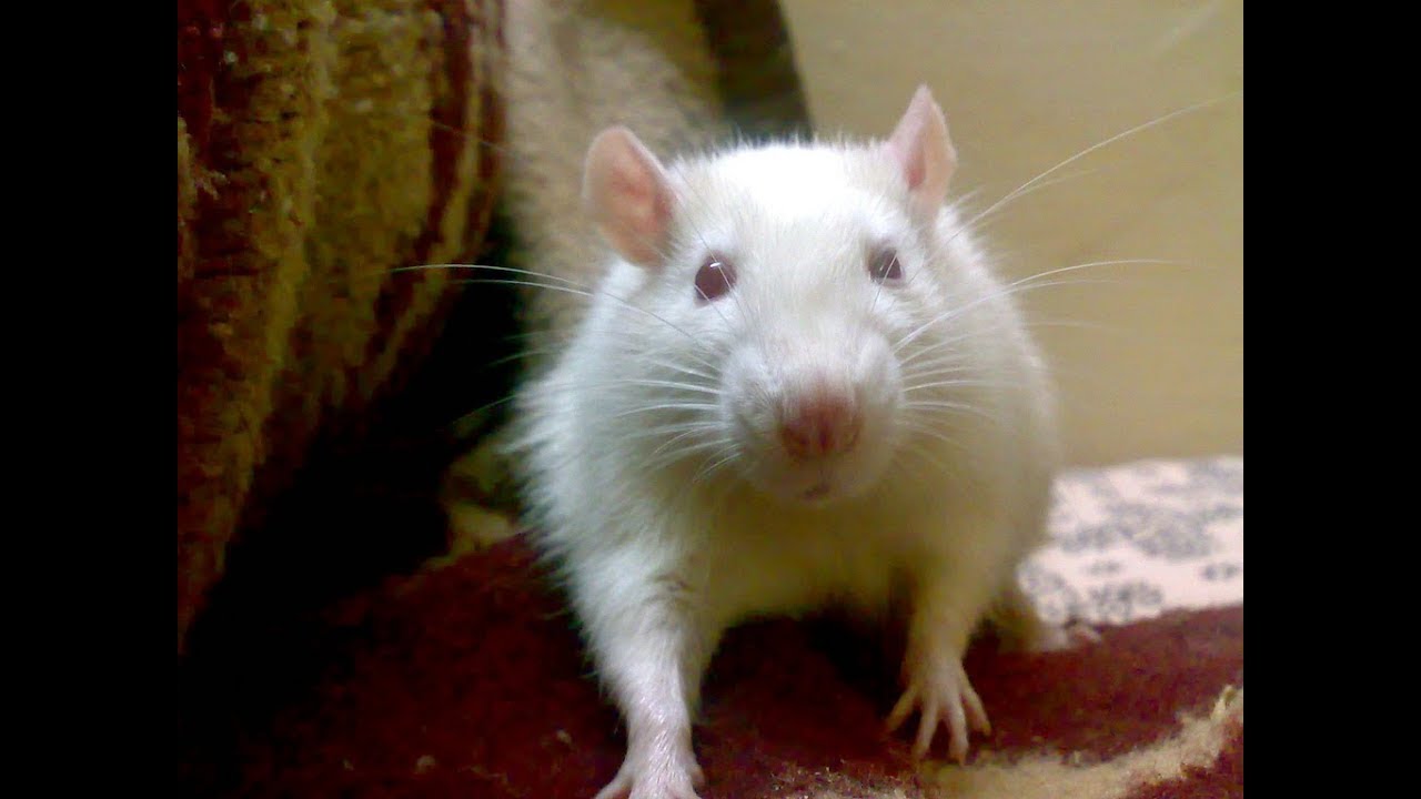Starting Symptom of Congestive Heart Failure (CHF) in Rats - YouTube
